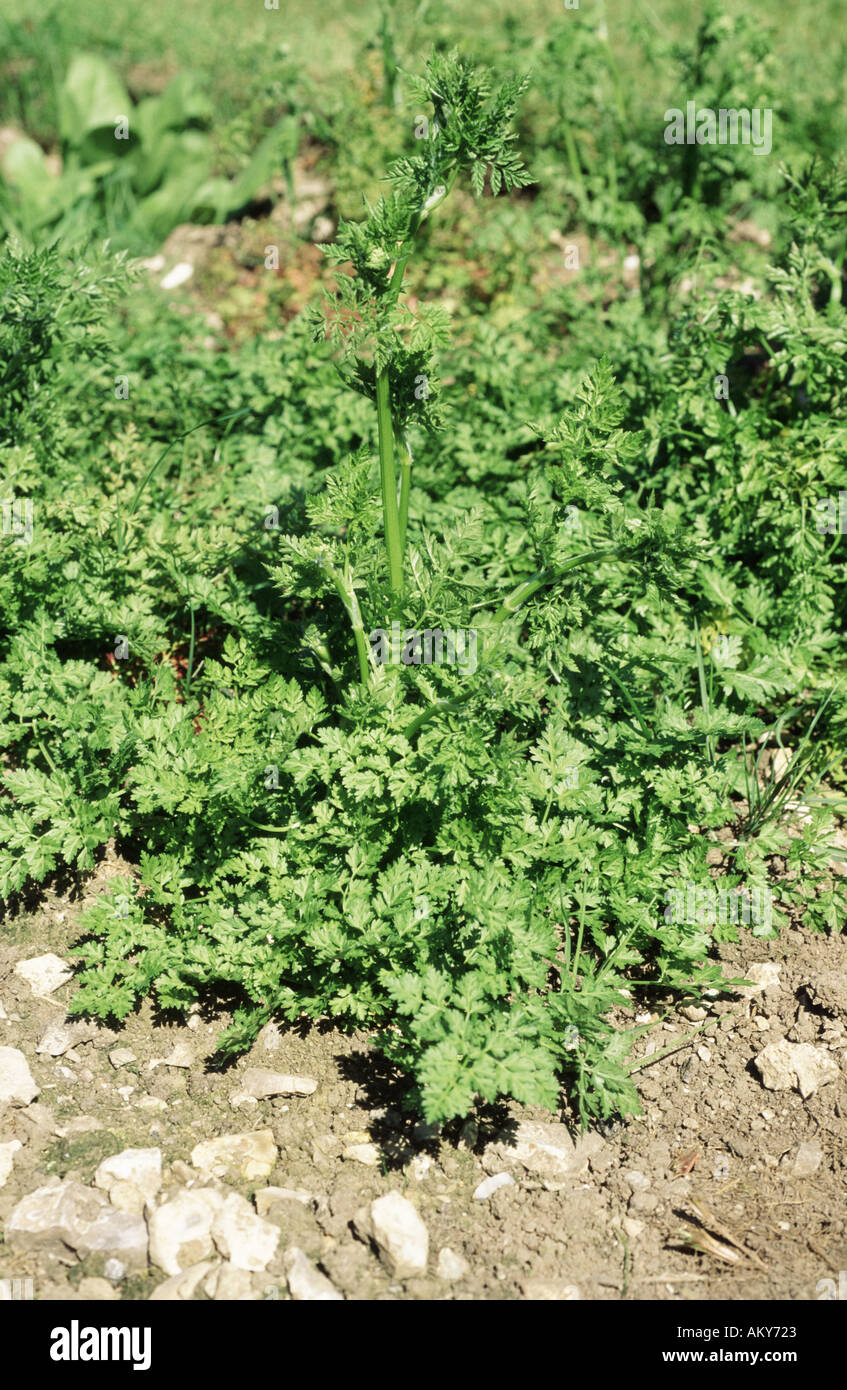 Chervil garden hi-res stock photography and images - Alamy