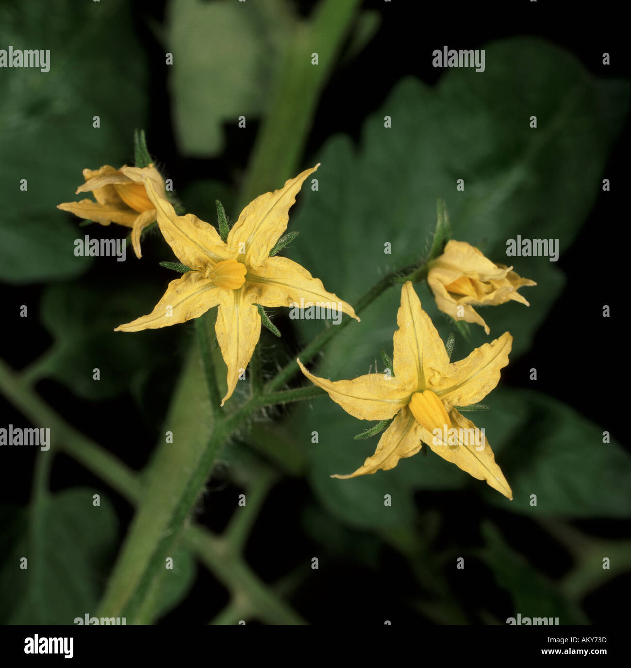 Tomato flower hi-res stock photography and images - Alamy