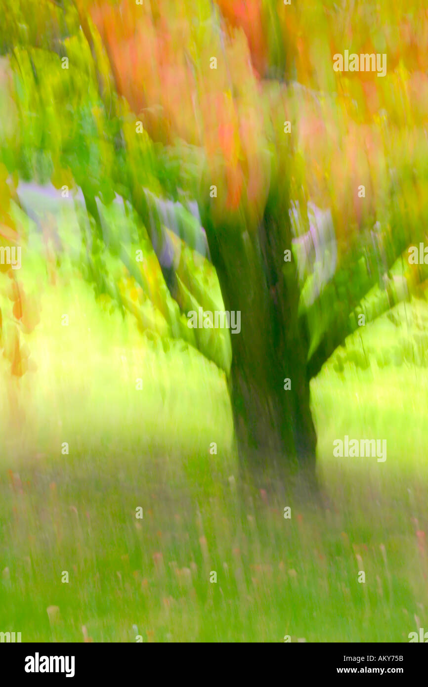 Tree blurred semi abstract Stock Photo - Alamy