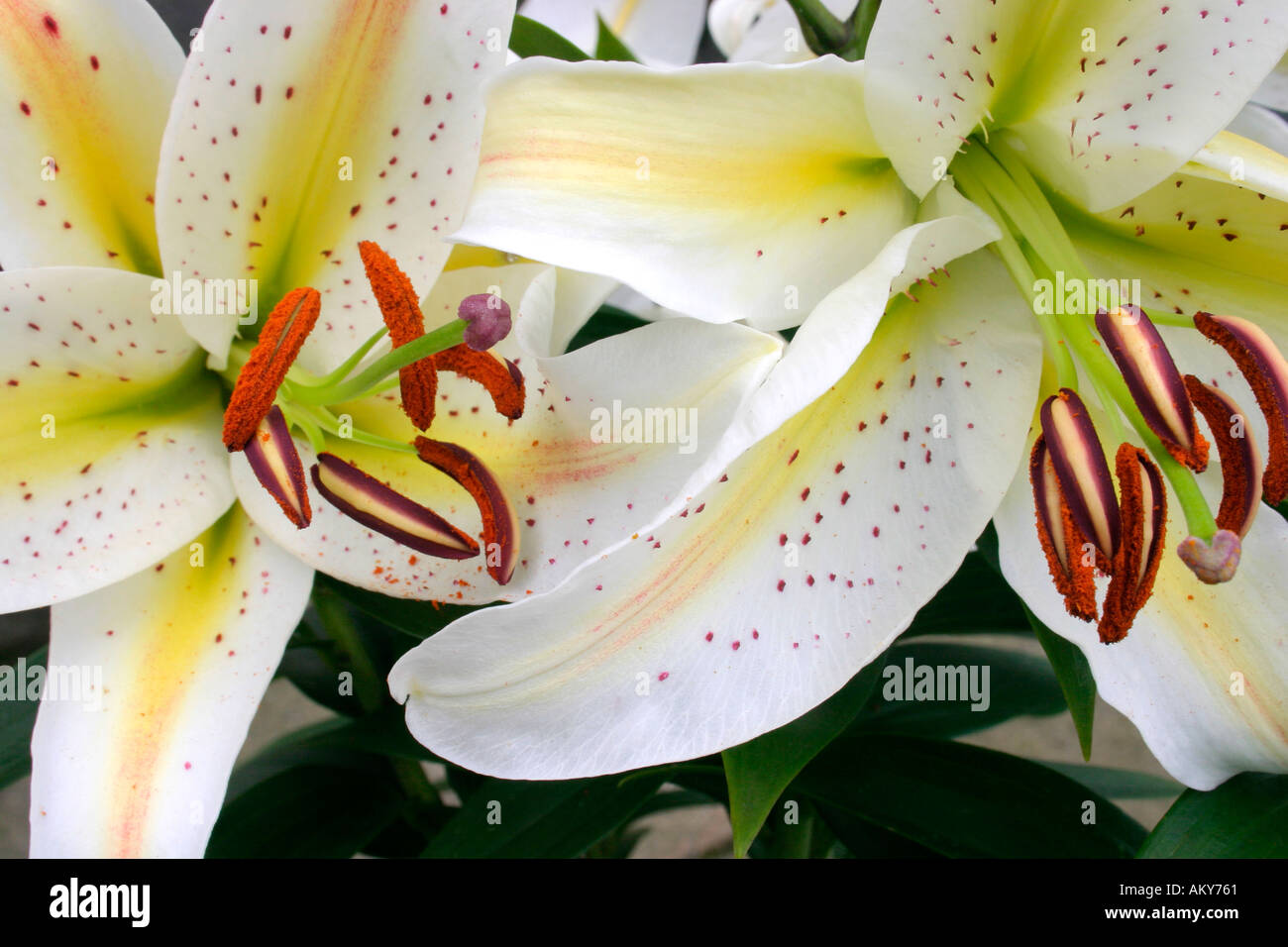 White lilies lily hi-res stock photography and images - Alamy