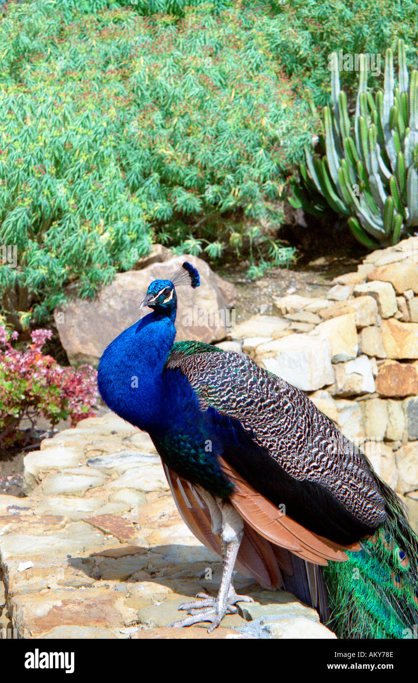 Parque de la paloma hi-res stock photography and images - Alamy