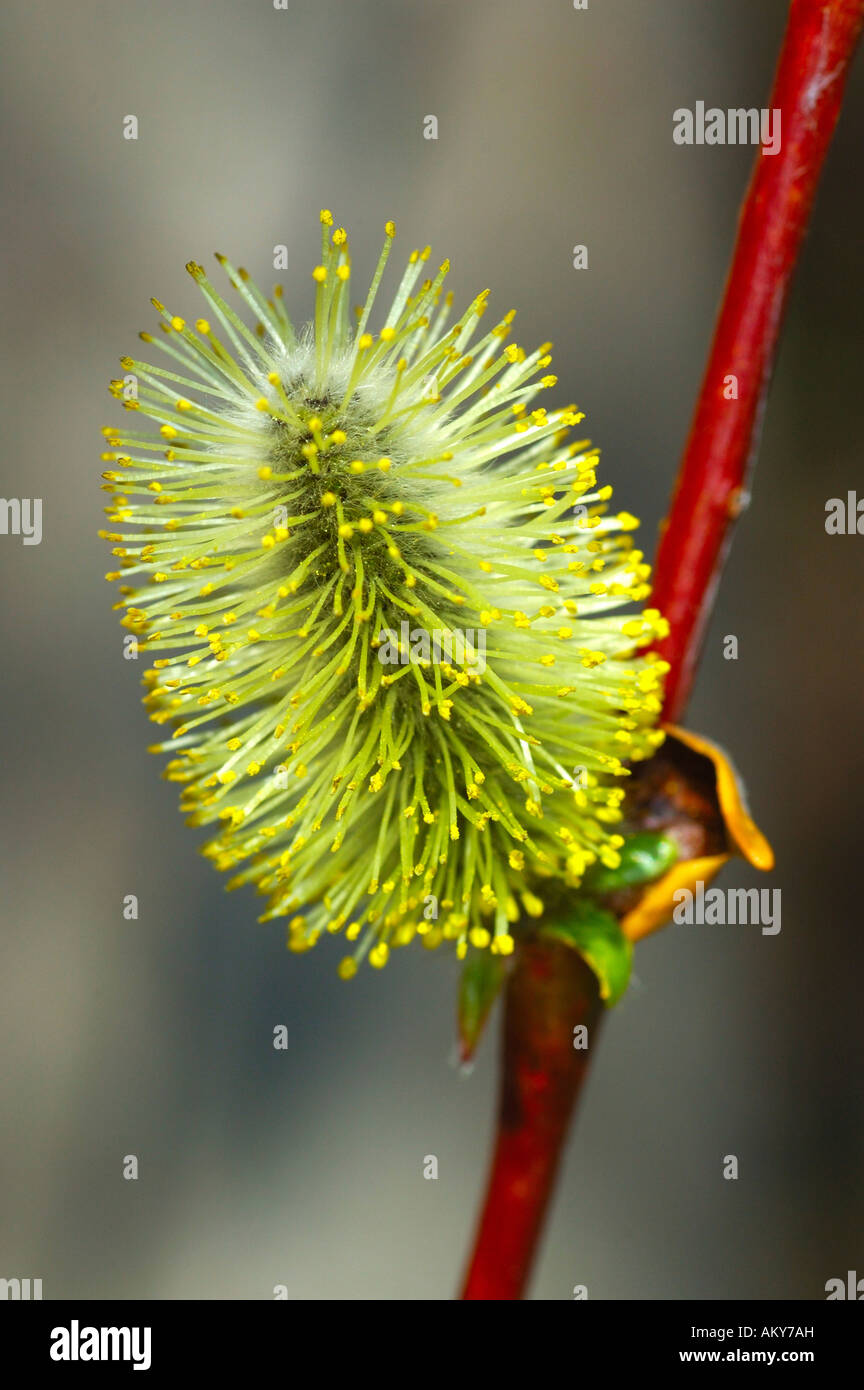 Goat Willow male catkin, Salix caprea Stock Photo - Alamy