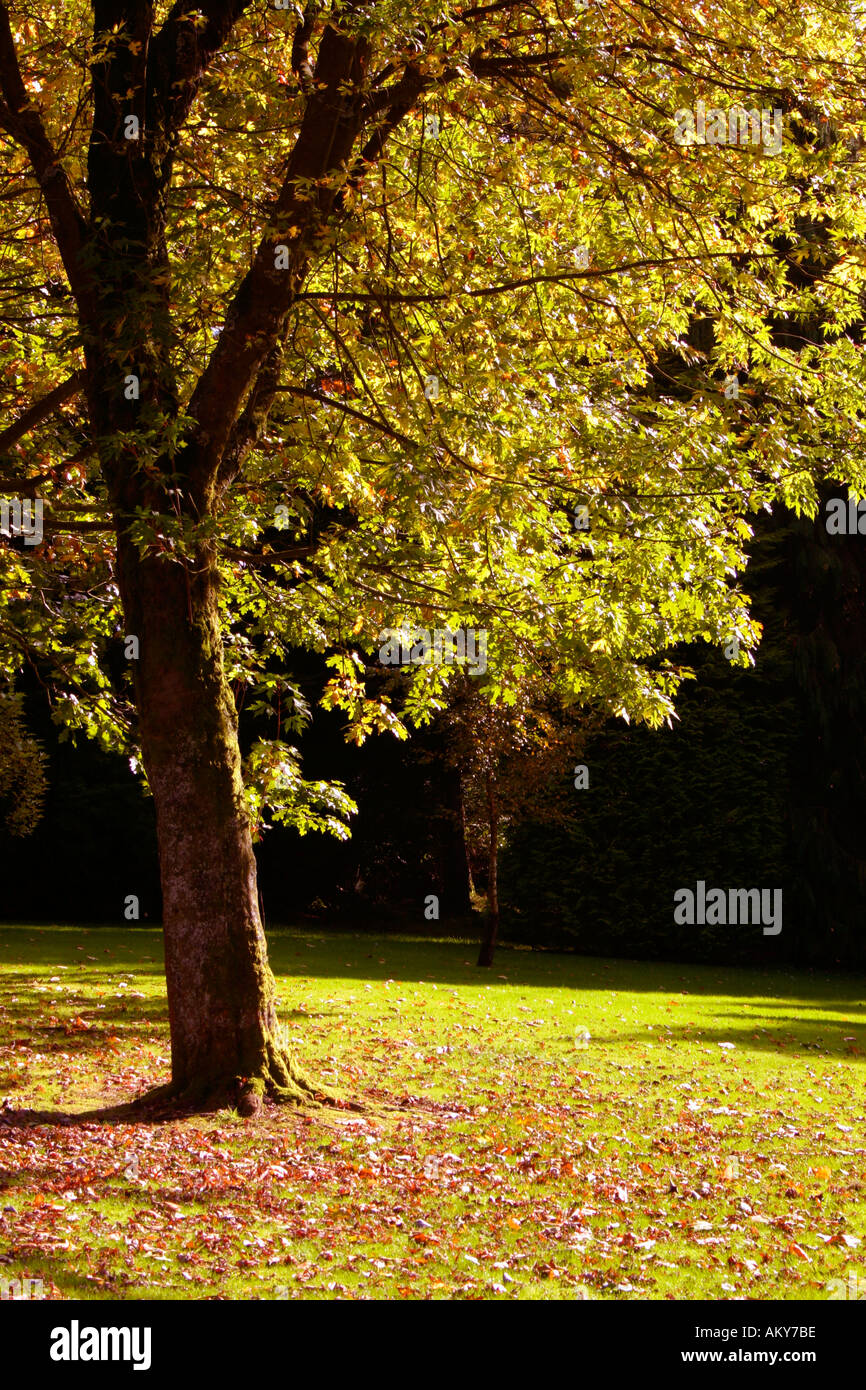 Sunlit tree against dark background Stock Photo - Alamy