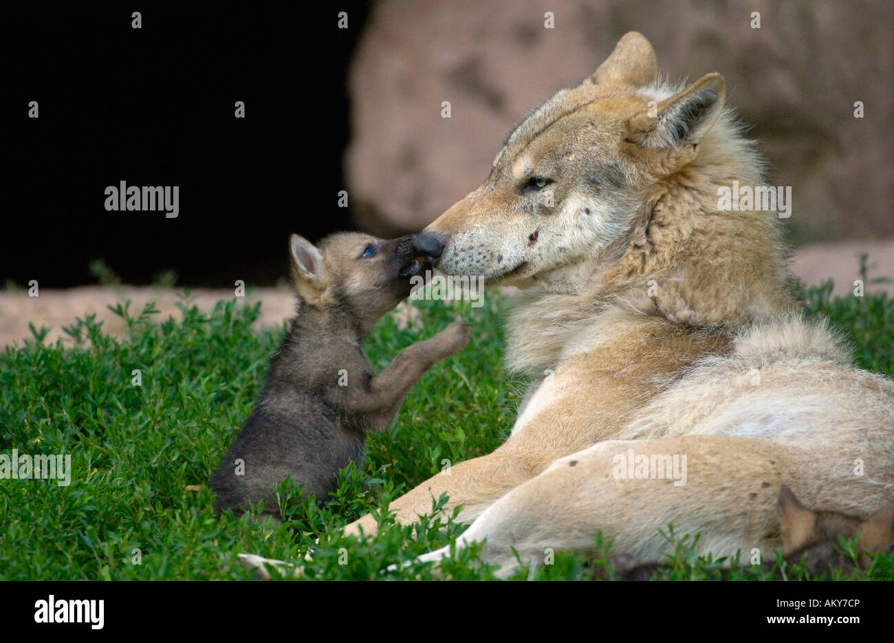 European young wolves (canis lupus Stock Photo - Alamy