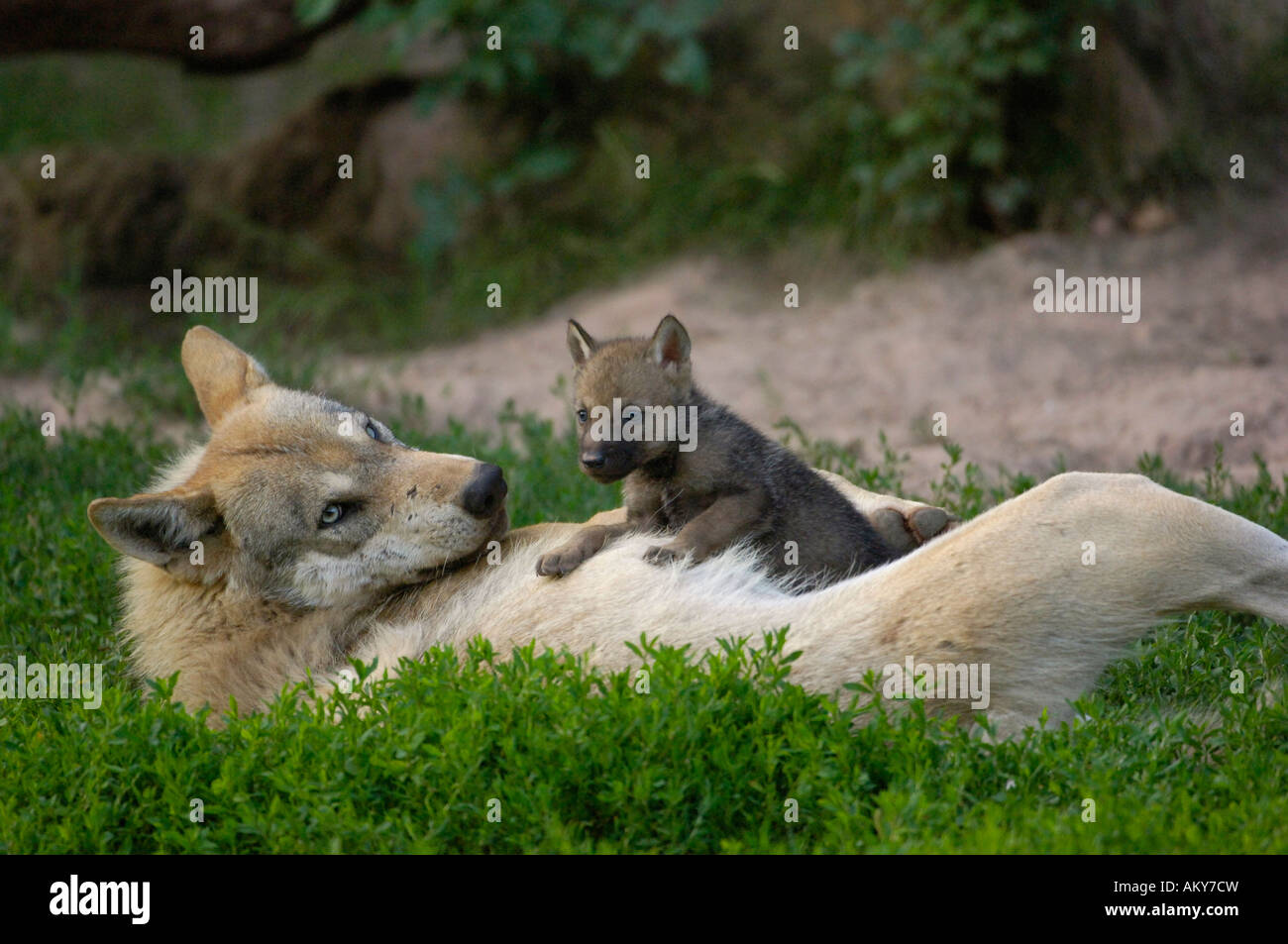 European young wolves (canis lupus Stock Photo - Alamy
