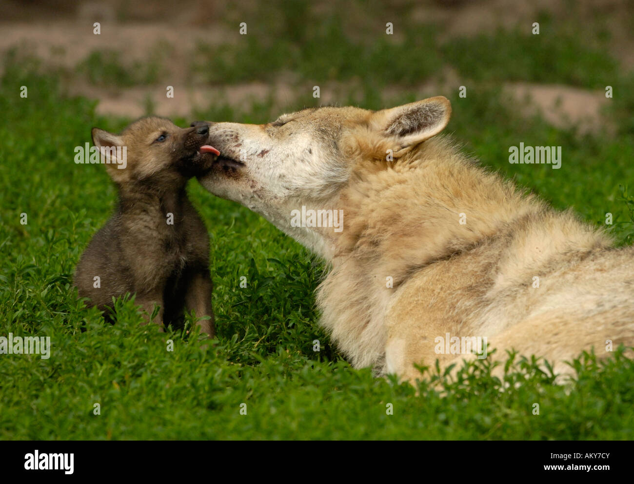 European young wolves (canis lupus Stock Photo - Alamy