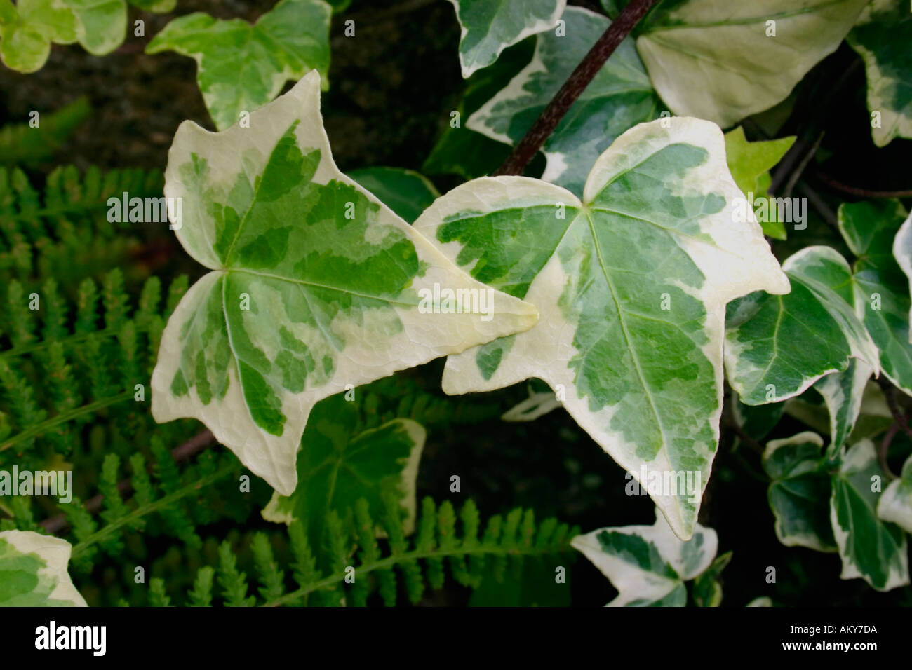 Variegated ivy leaves Stock Photo - Alamy