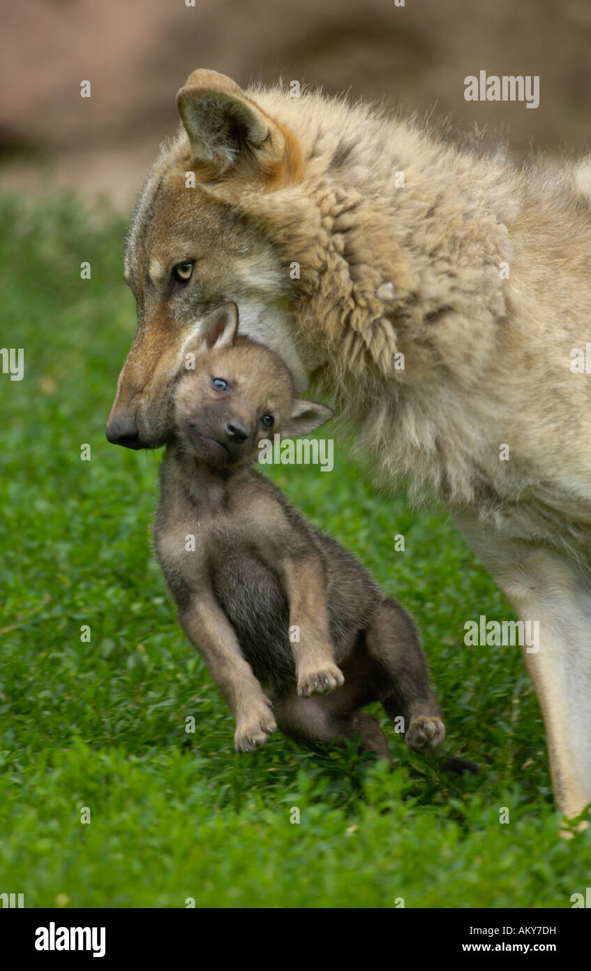 European young wolves (canis lupus Stock Photo - Alamy