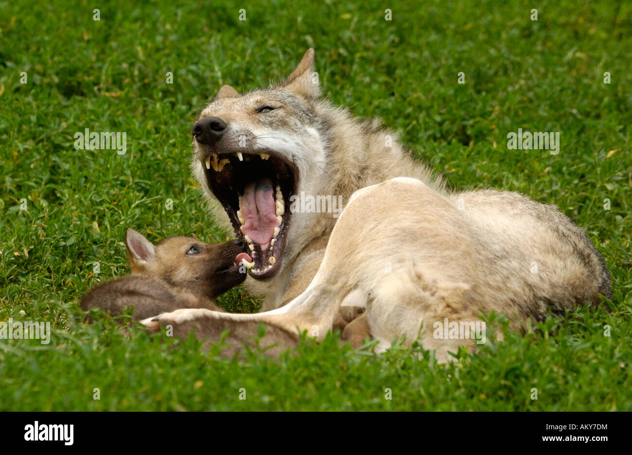 European young wolves (canis lupus Stock Photo - Alamy