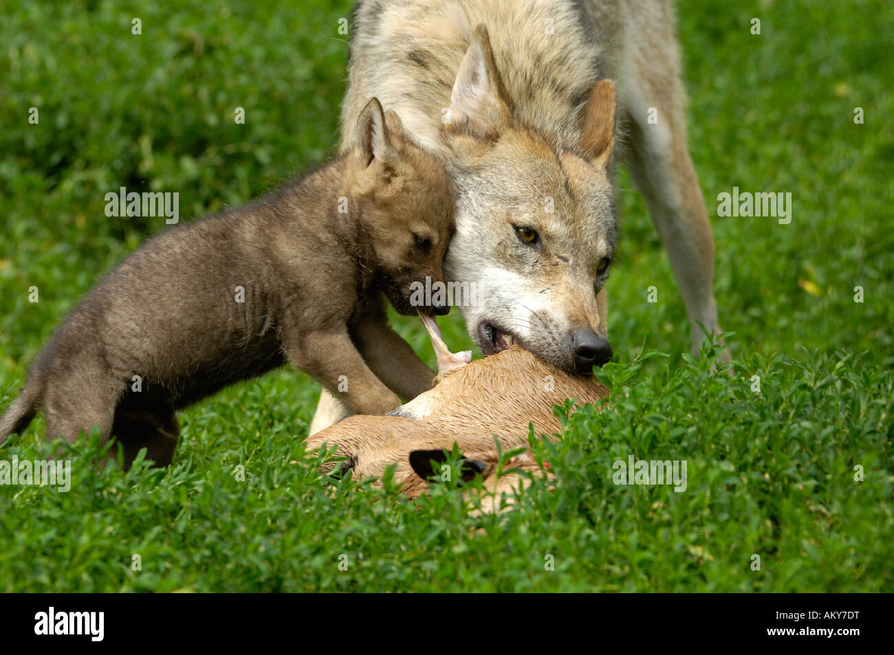 European young wolves (canis lupus Stock Photo - Alamy