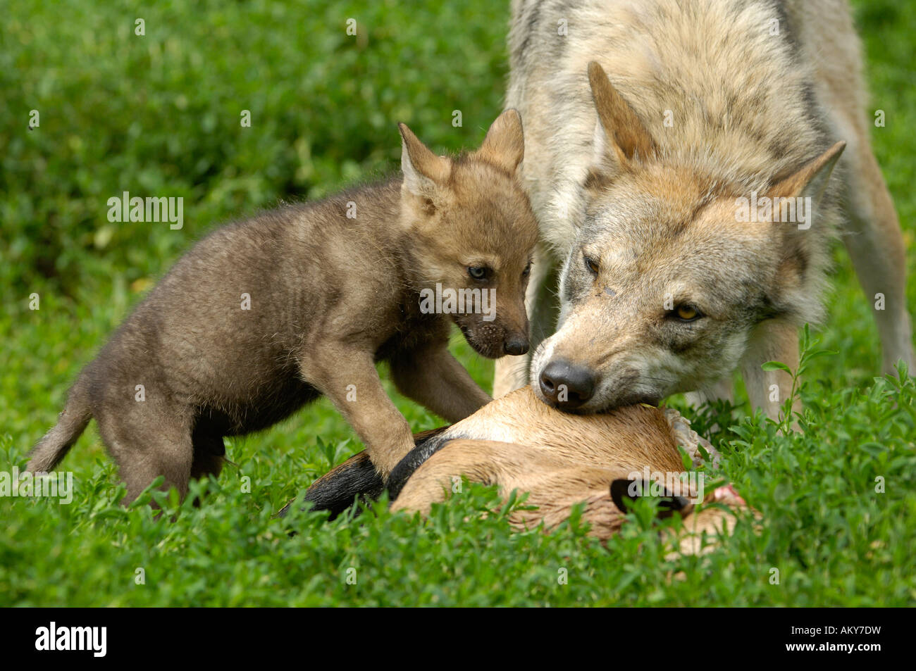 European young wolves (canis lupus Stock Photo - Alamy