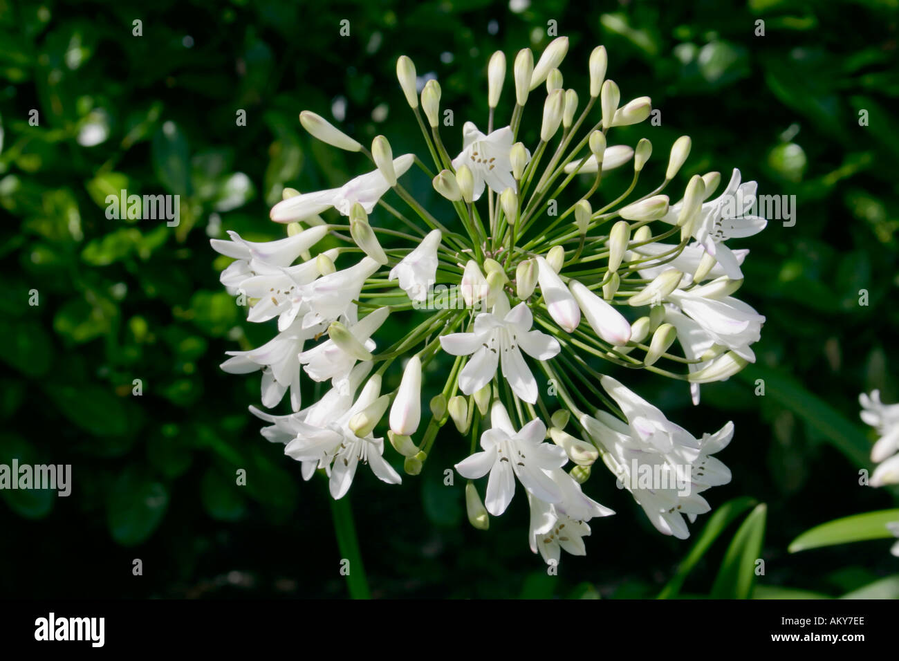 White agapanthus bulbs hi-res stock photography and images - Alamy