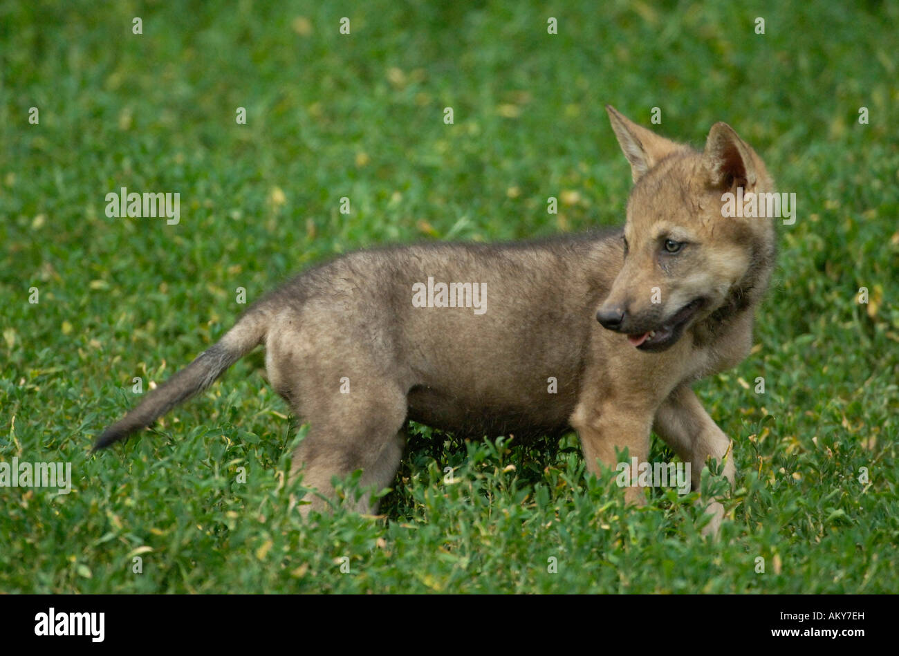 European young wolves (canis lupus Stock Photo - Alamy