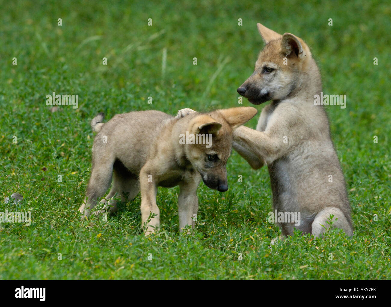European young wolves (canis lupus Stock Photo - Alamy