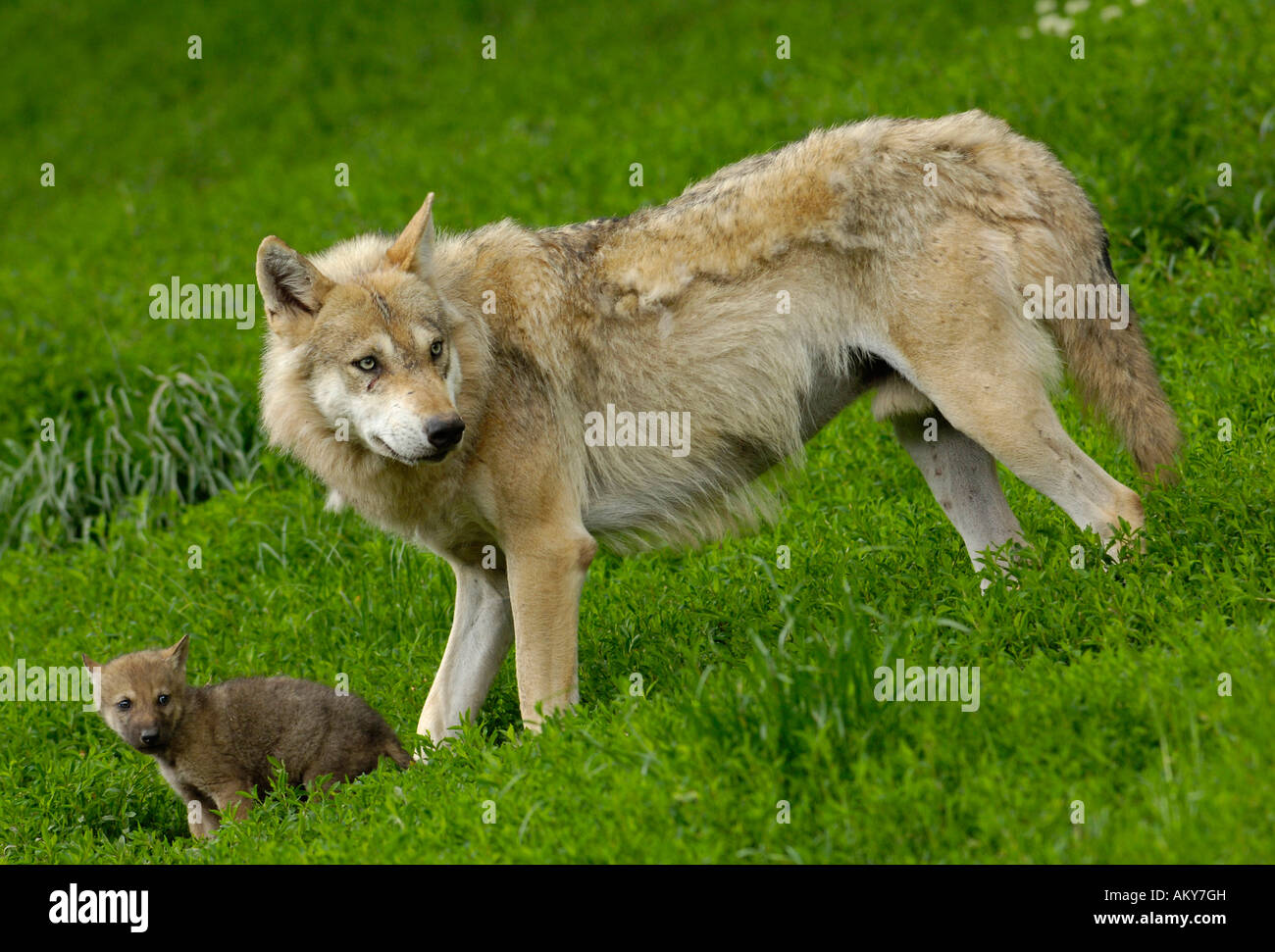 European young wolves (canis lupus Stock Photo - Alamy