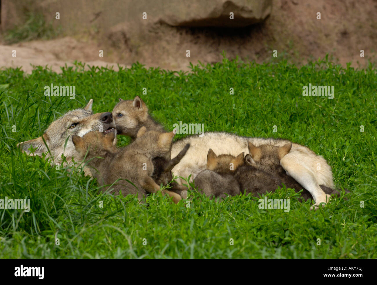 European young wolves (canis lupus Stock Photo - Alamy