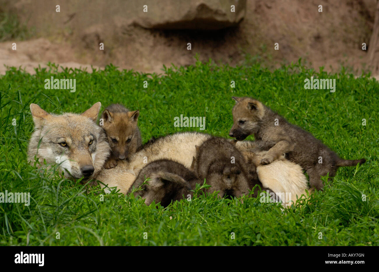 European young wolves (canis lupus Stock Photo - Alamy