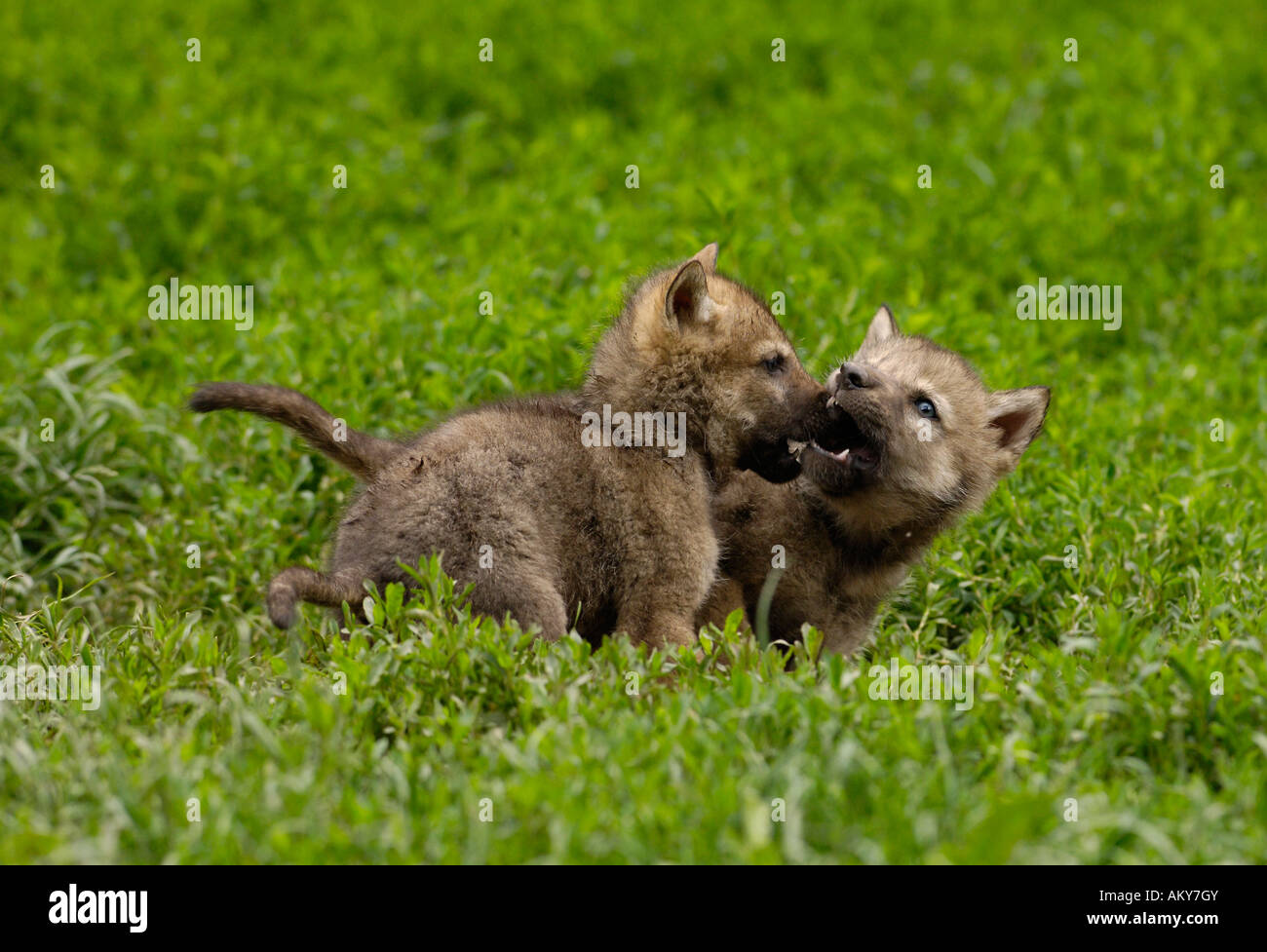 European young wolves (canis lupus Stock Photo - Alamy