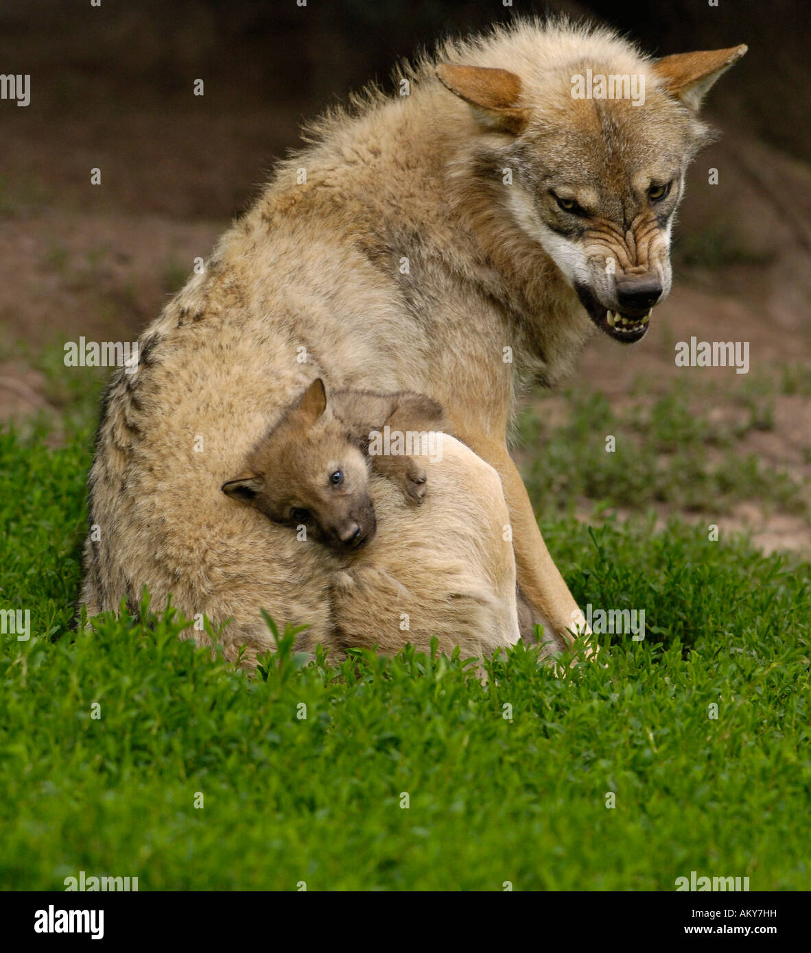 European young wolves (canis lupus Stock Photo - Alamy