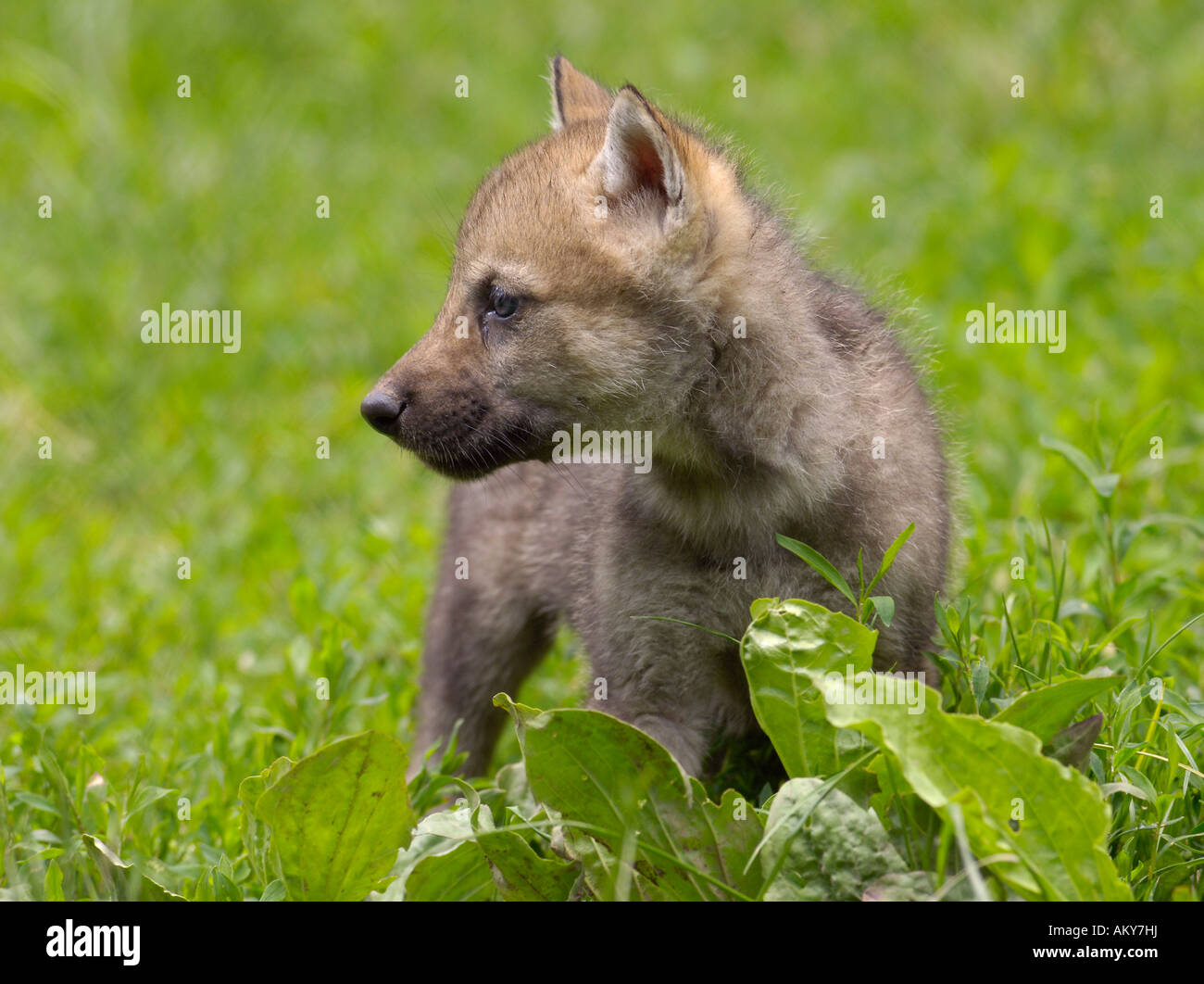 European young wolves (canis lupus Stock Photo - Alamy