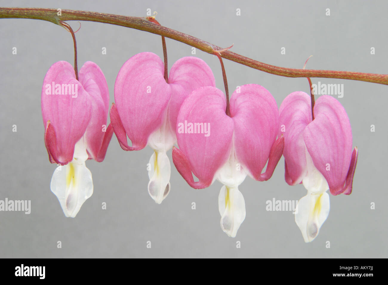 Four Gold Hearts Dicentra spectabilis Stock Photo - Alamy
