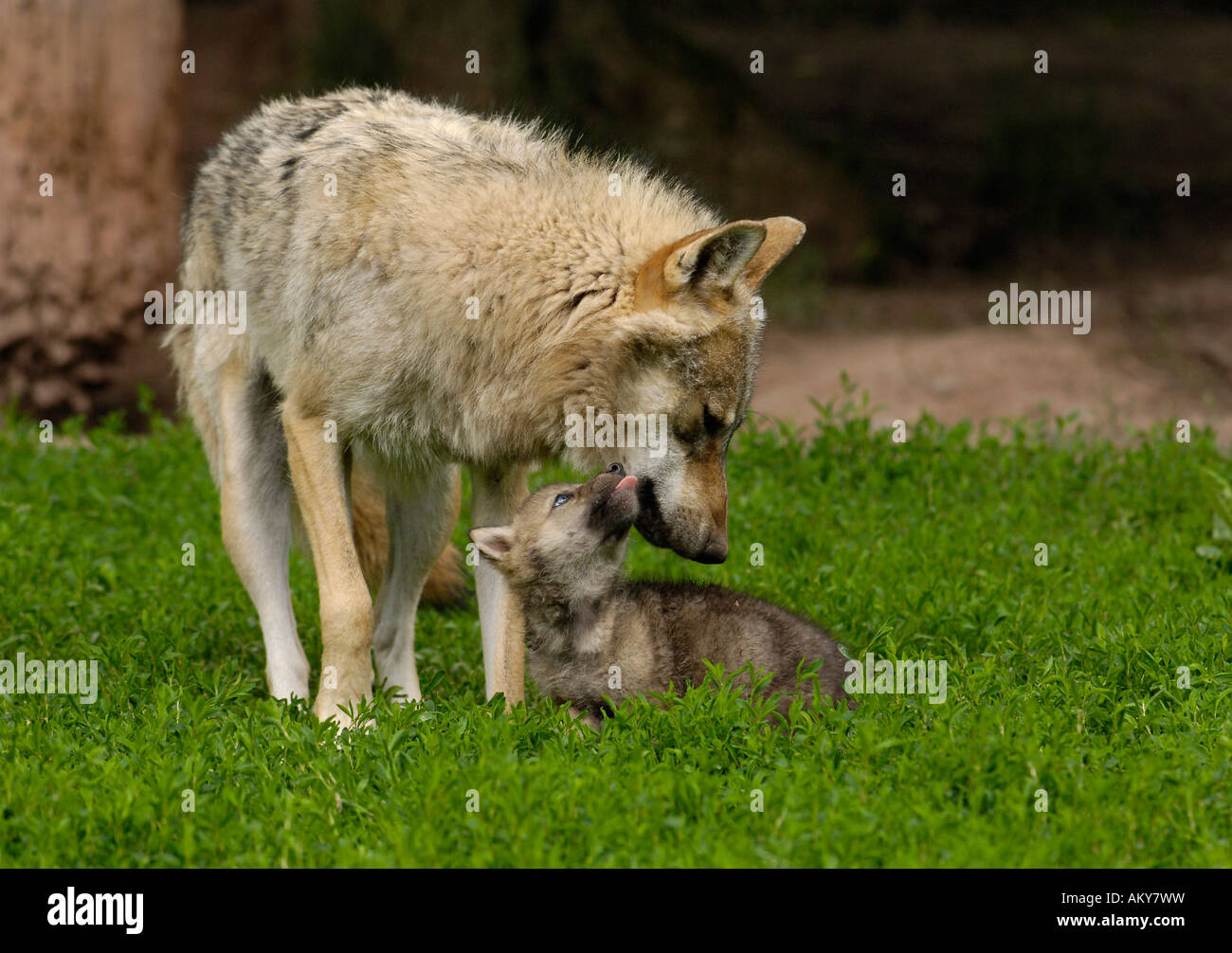 European young wolves (canis lupus Stock Photo - Alamy