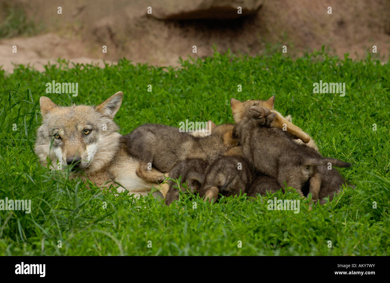 European young wolves (canis lupus Stock Photo - Alamy