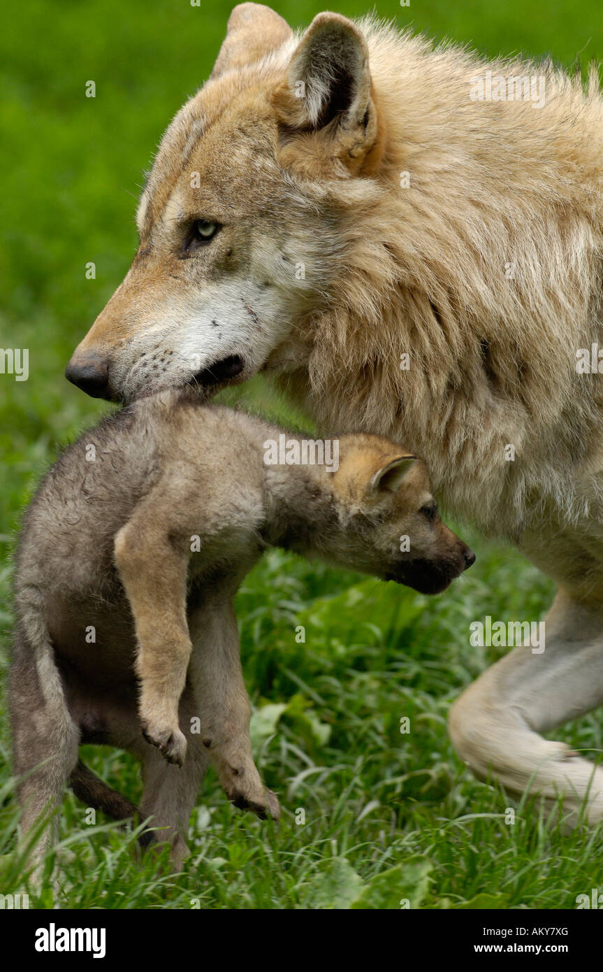 European young wolves (canis lupus Stock Photo - Alamy