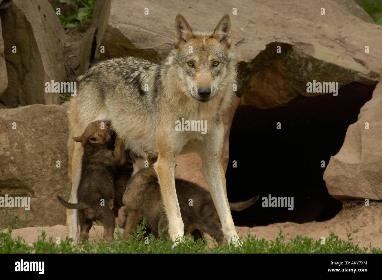 European young wolves (canis lupus Stock Photo - Alamy