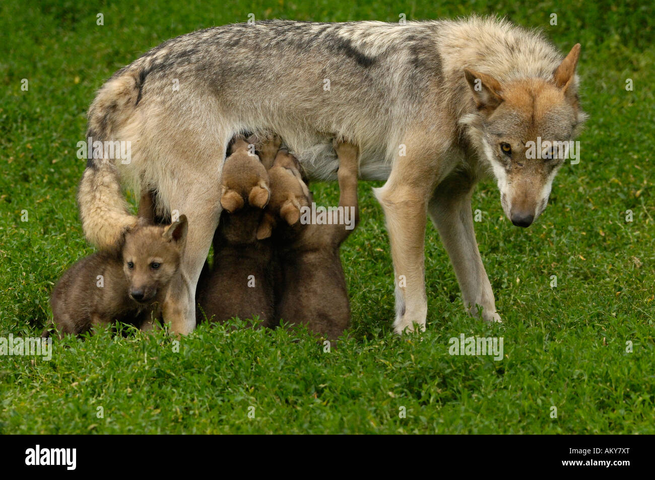European young wolves (canis lupus Stock Photo - Alamy