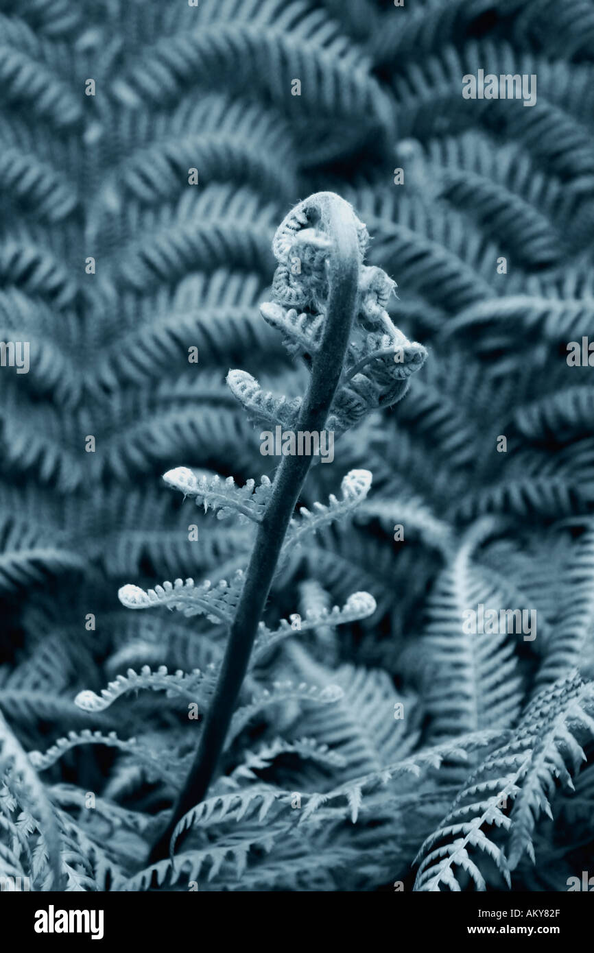 Tree Fern blue tone Stock Photo - Alamy