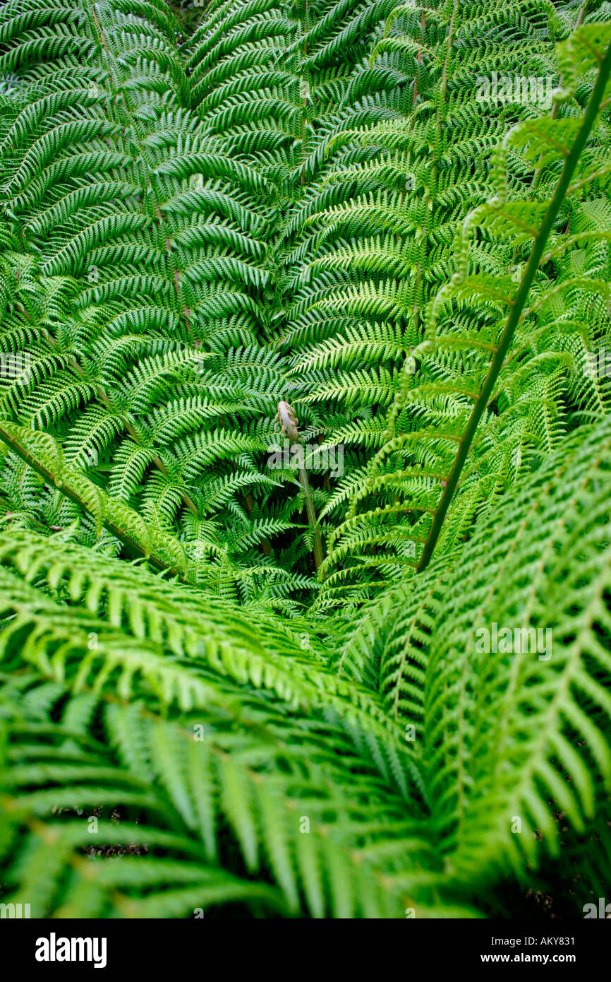Vertical ferns plant green grow growing growth hi-res stock photography ...