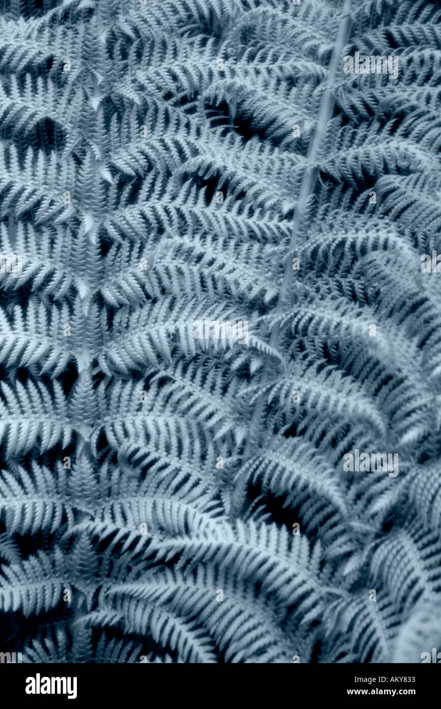 Tree fern blue tone Stock Photo - Alamy