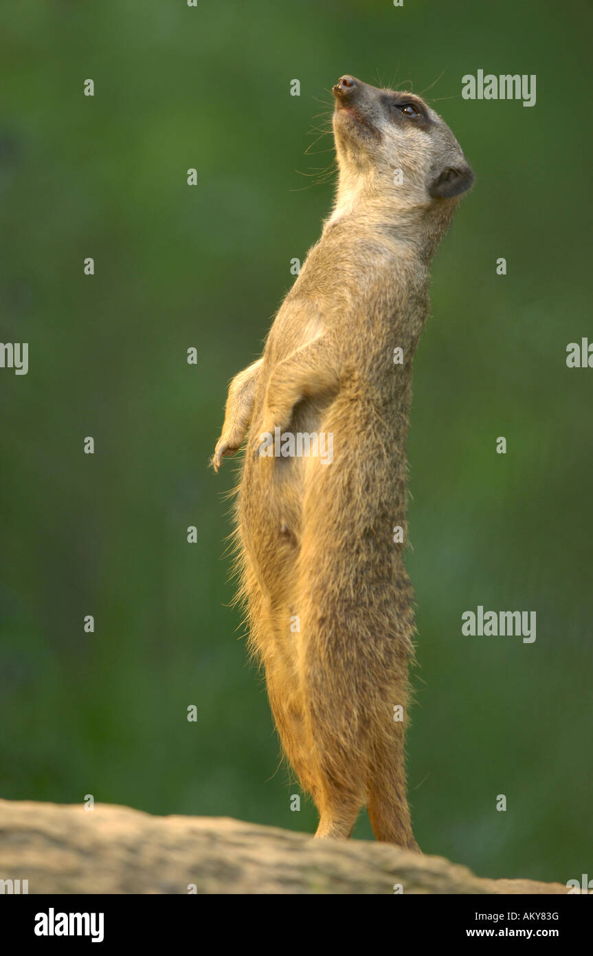 One meerkat sentinel hi-res stock photography and images - Alamy