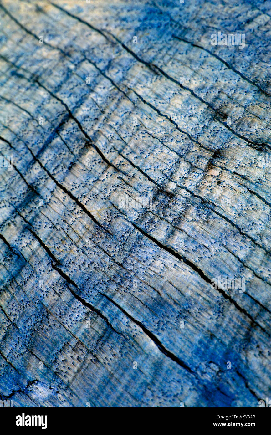 Background blue tone wood hi-res stock photography and images - Alamy