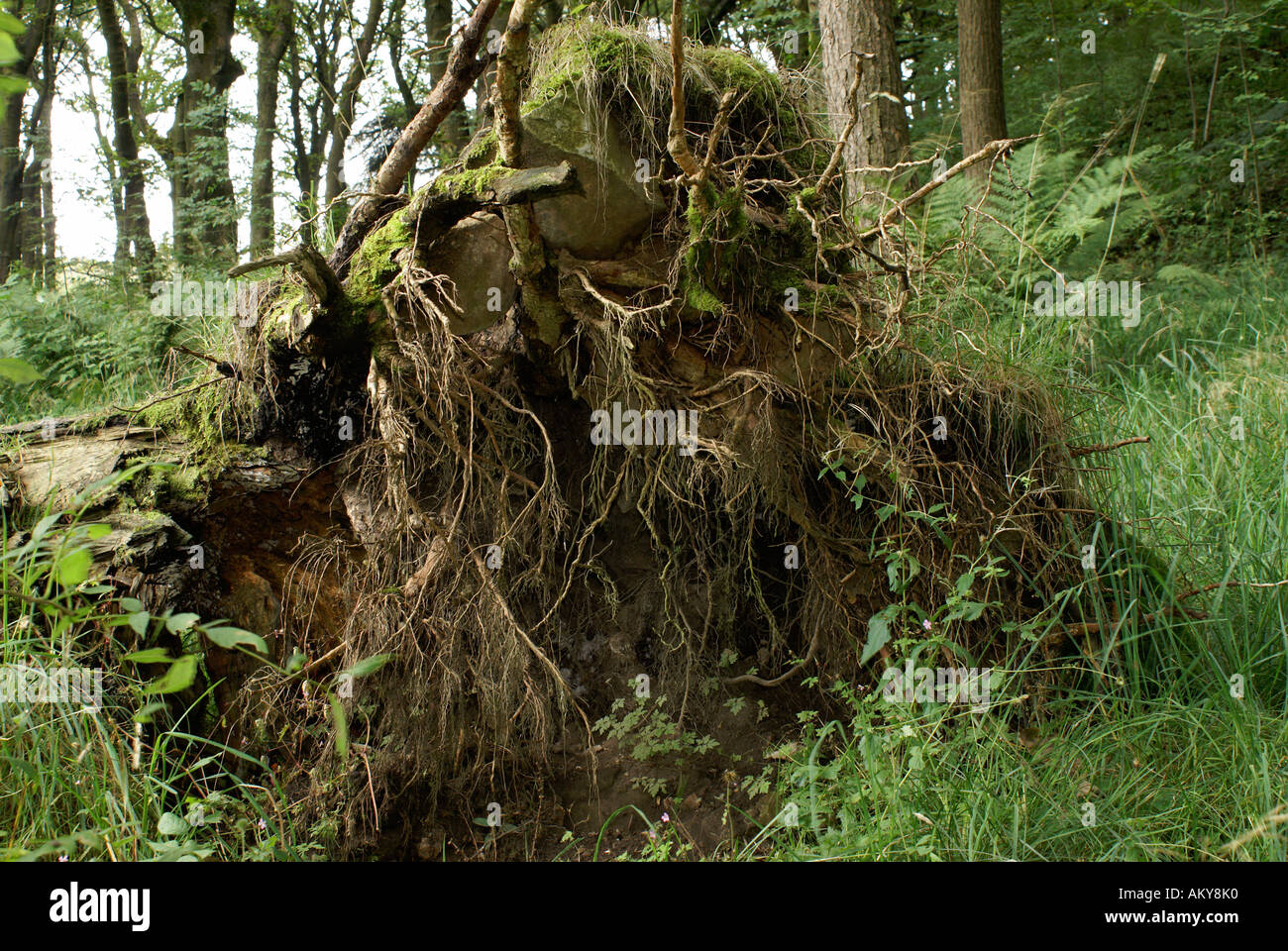 Roots of a blown over Beech tree in Grinlow Woods, Buxton Stock Photo ...