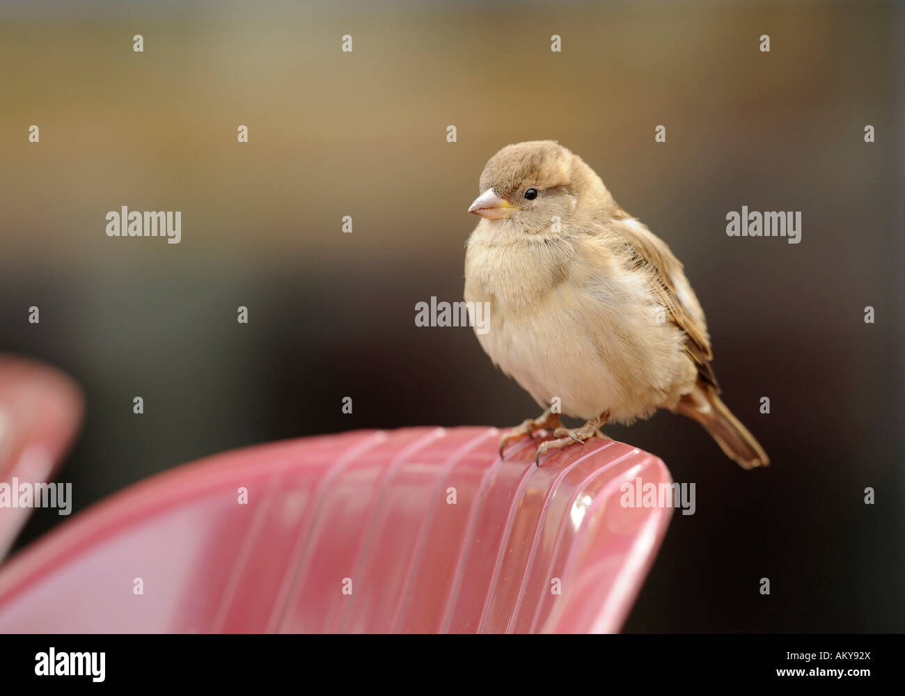 Wildtier stuhl hi-res stock photography and images - Alamy