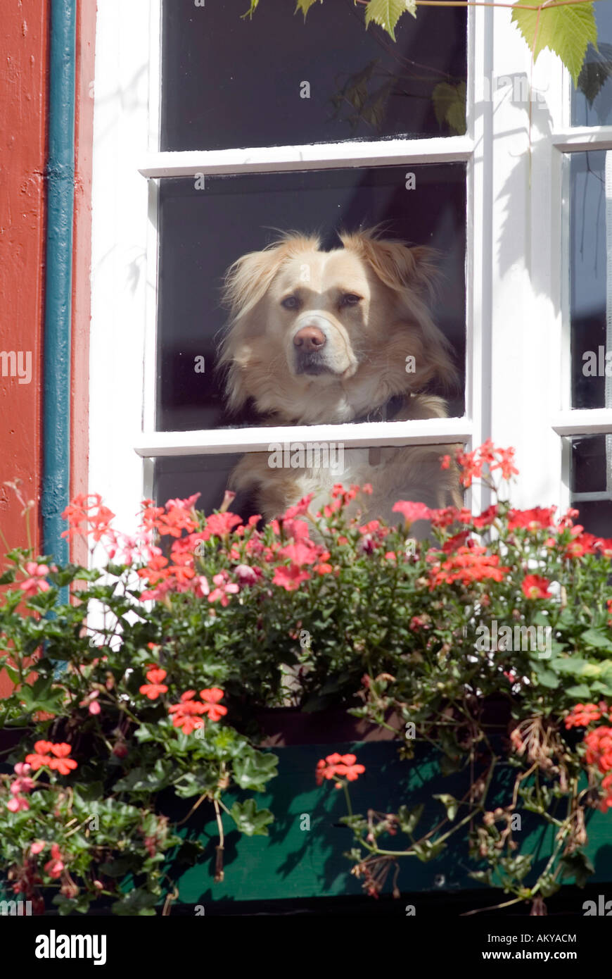 Hund wohnung fenster hi-res stock photography and images - Alamy