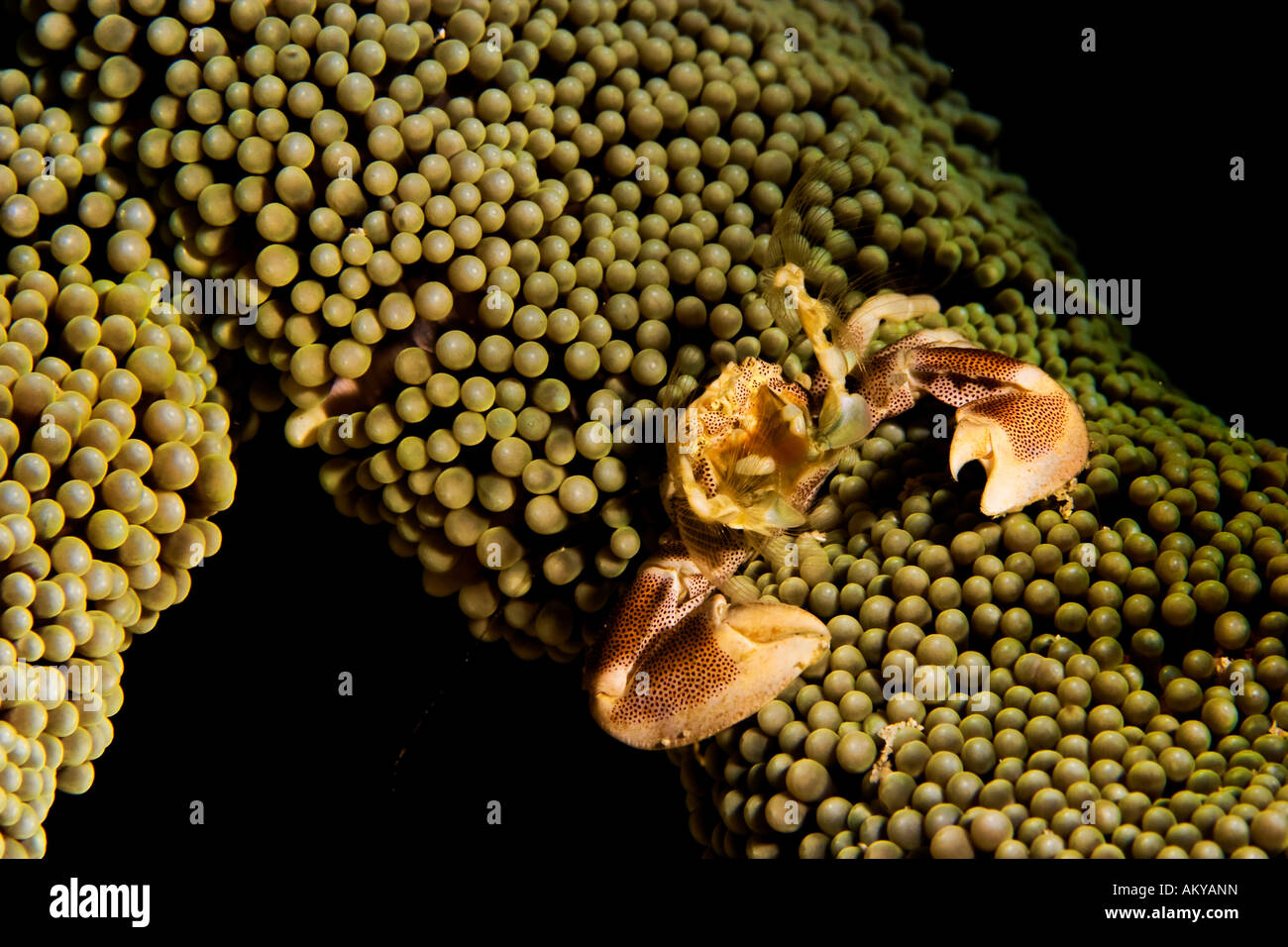 Spotted porcelain crab (Neopetrolisthes maculatus Stock Photo - Alamy