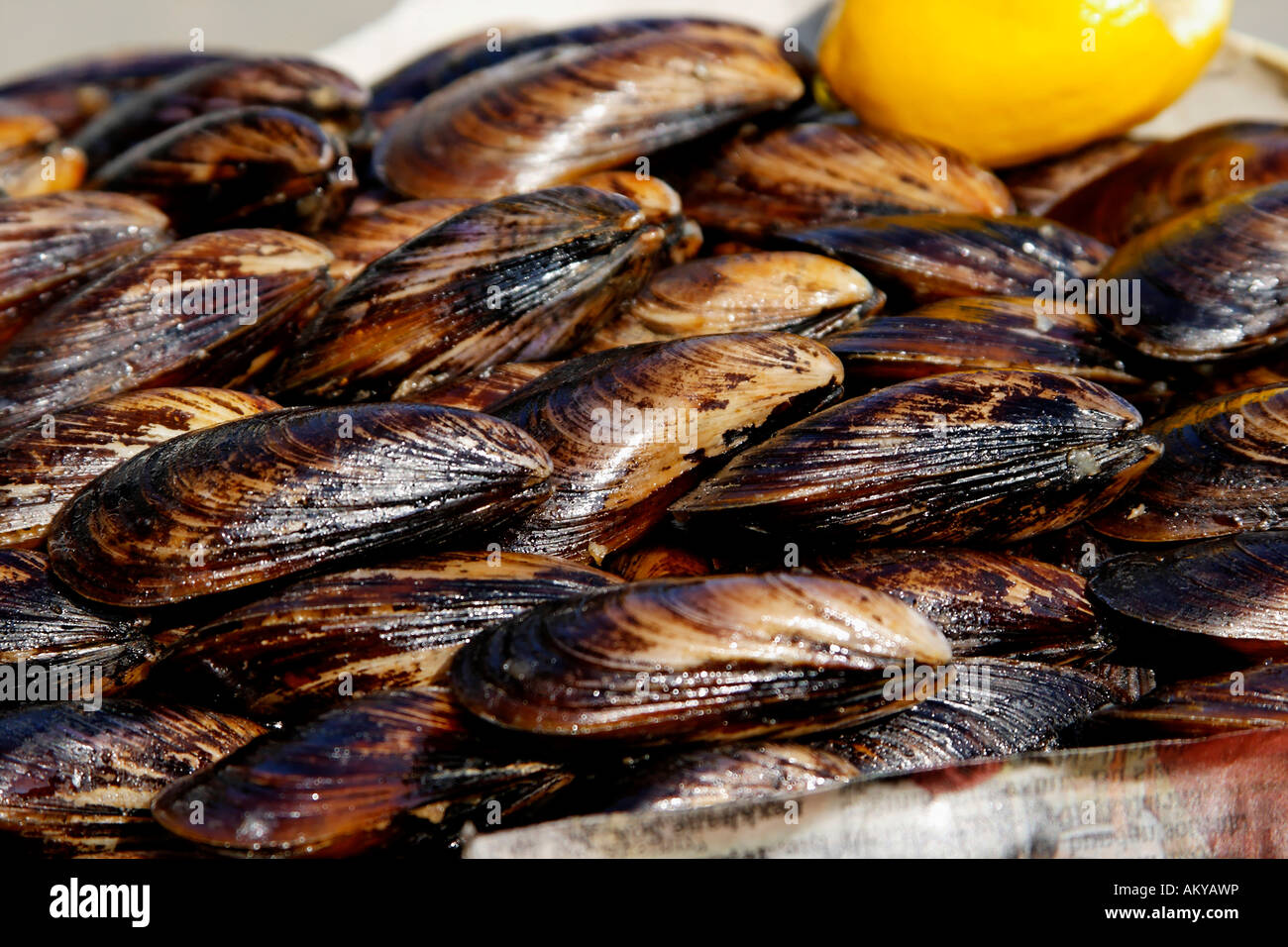Essbare miesmuschel hi-res stock photography and images - Alamy
