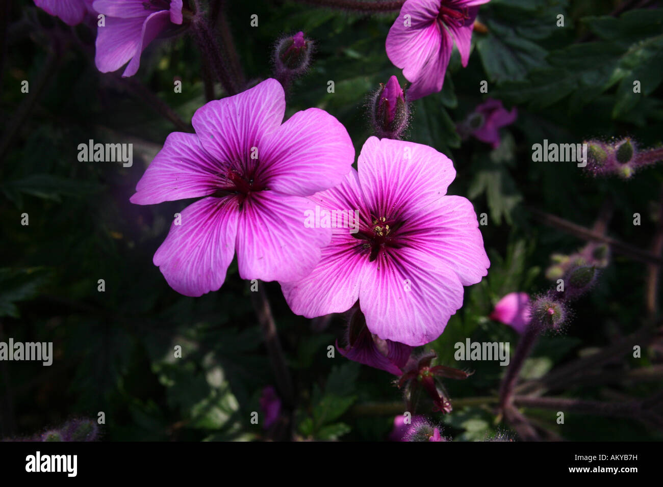 Purple flower with five petals hi-res stock photography and images - Alamy