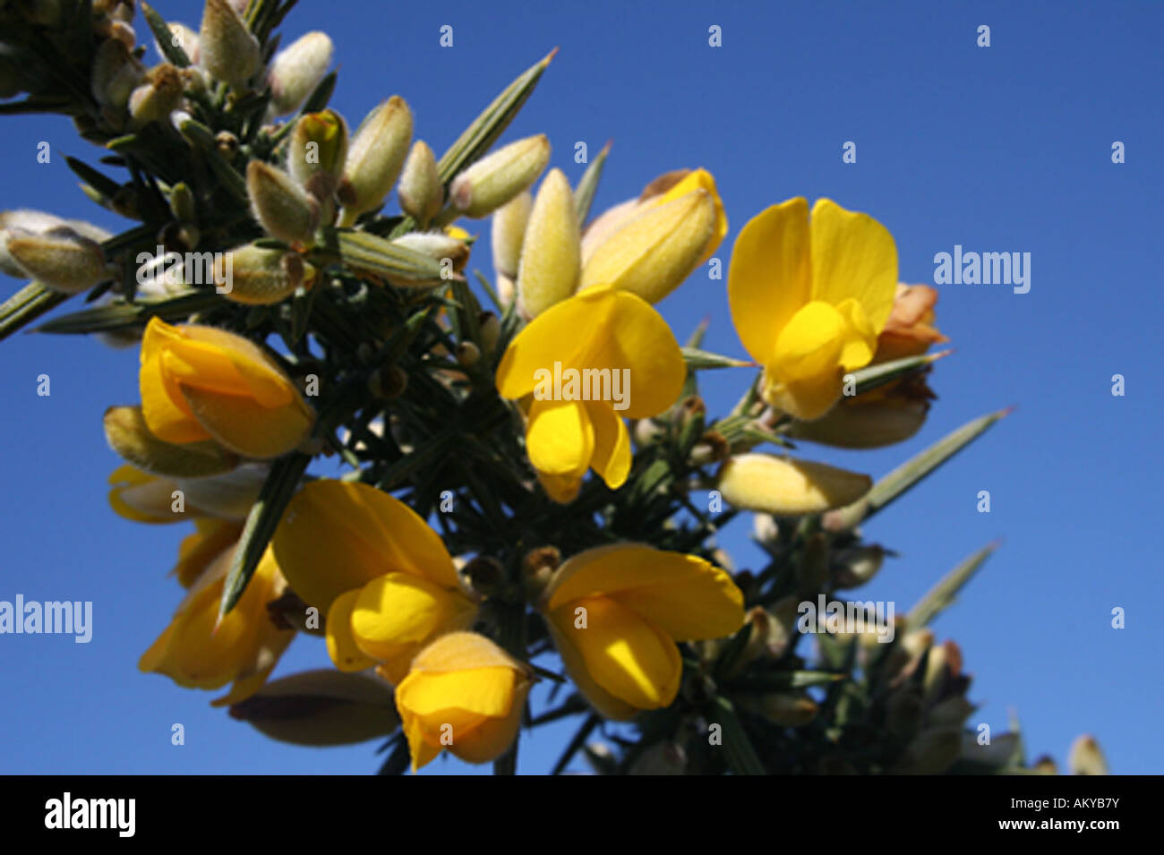 bright yellow gorse flowers against blue sky Stock Photo - Alamy