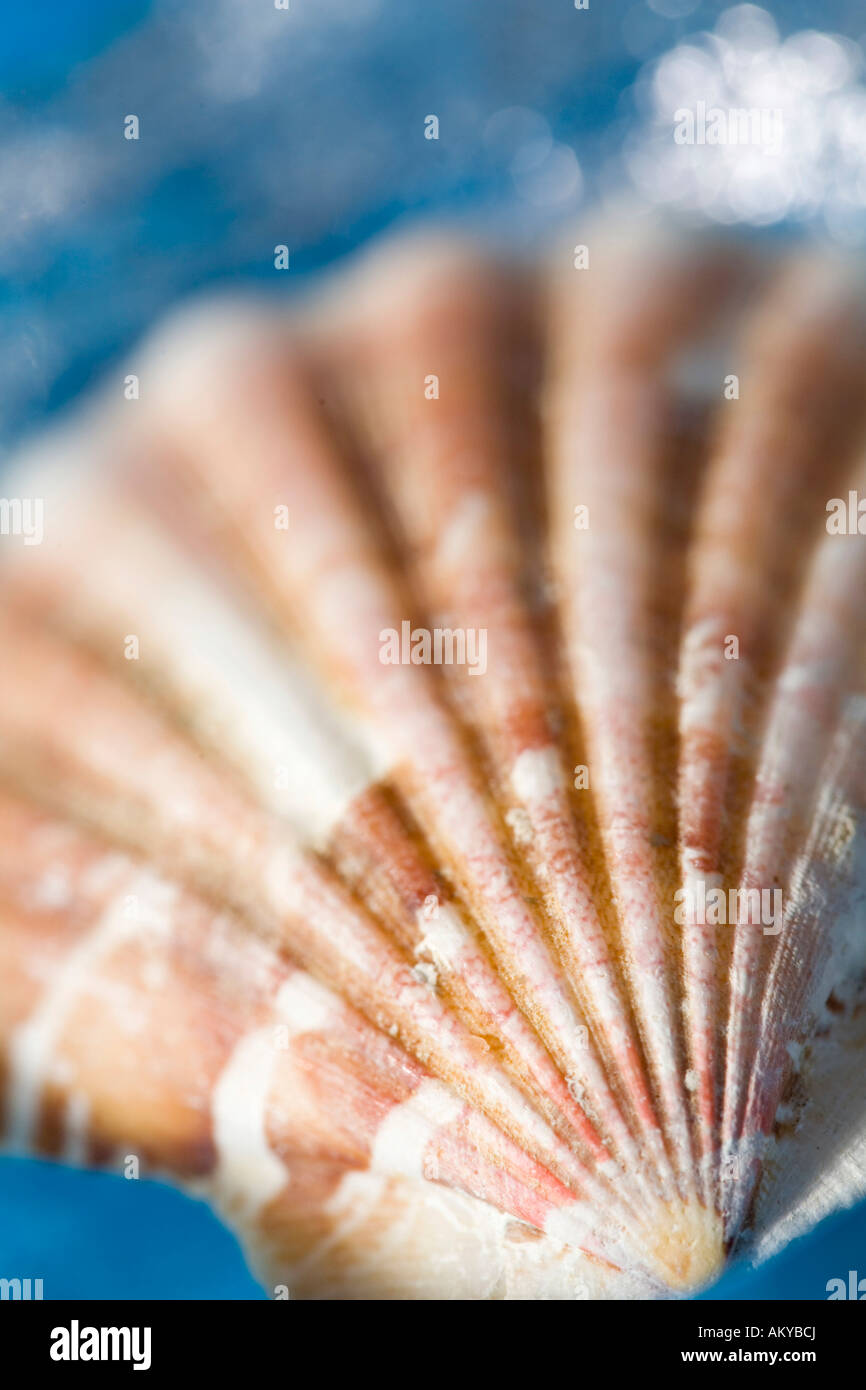 Shell in blue water Stock Photo - Alamy