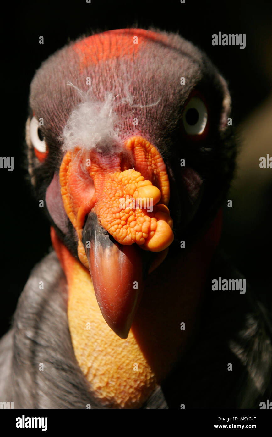 King Vulture, Sarcoramphus papa in the berlin zoo berlin germany Stock ...