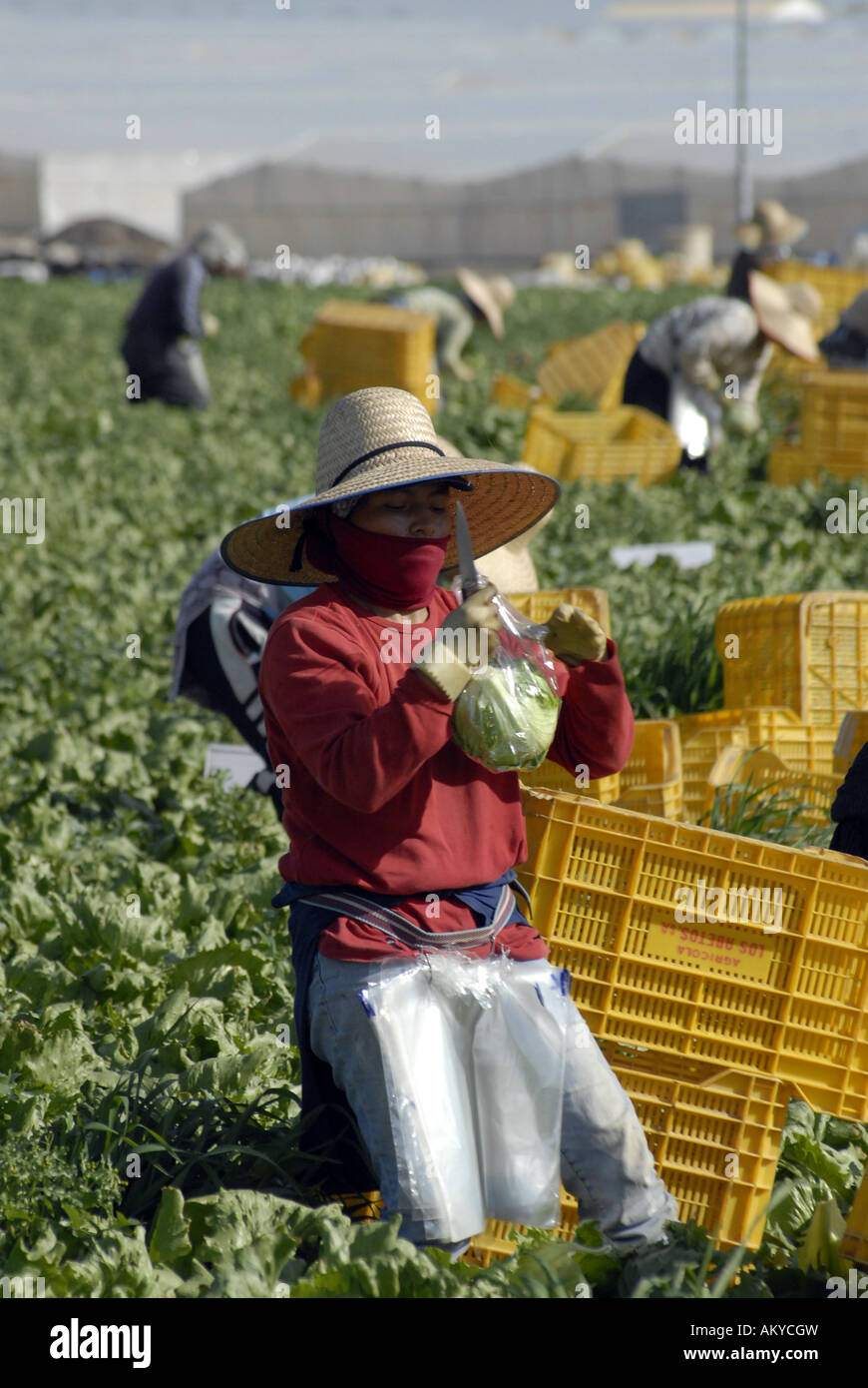 A group of Ecuadorian immigrant labourers harvests a crop of lettuces ...