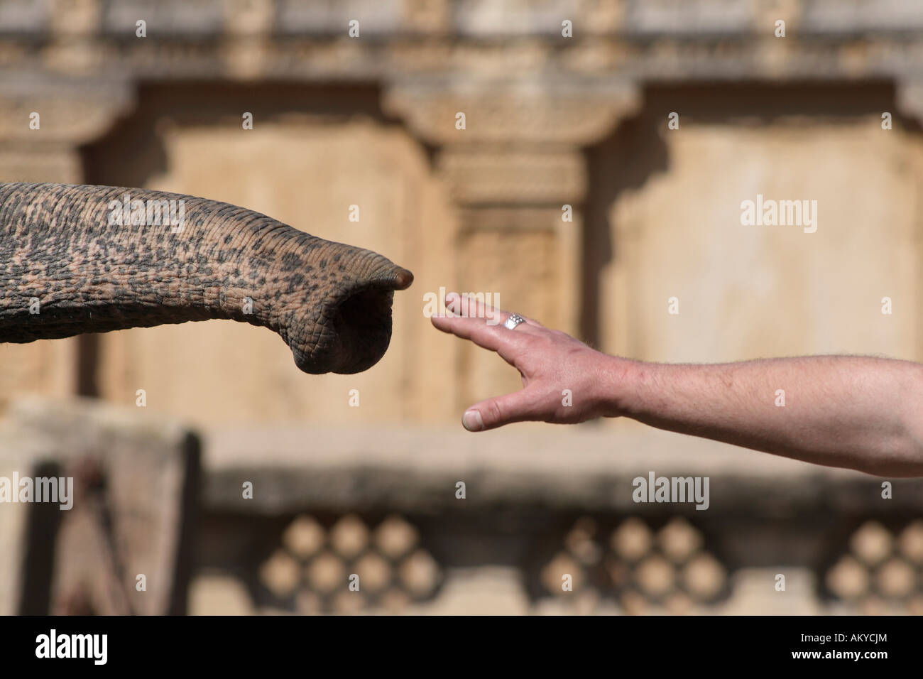 Elephants hands hi-res stock photography and images - Alamy