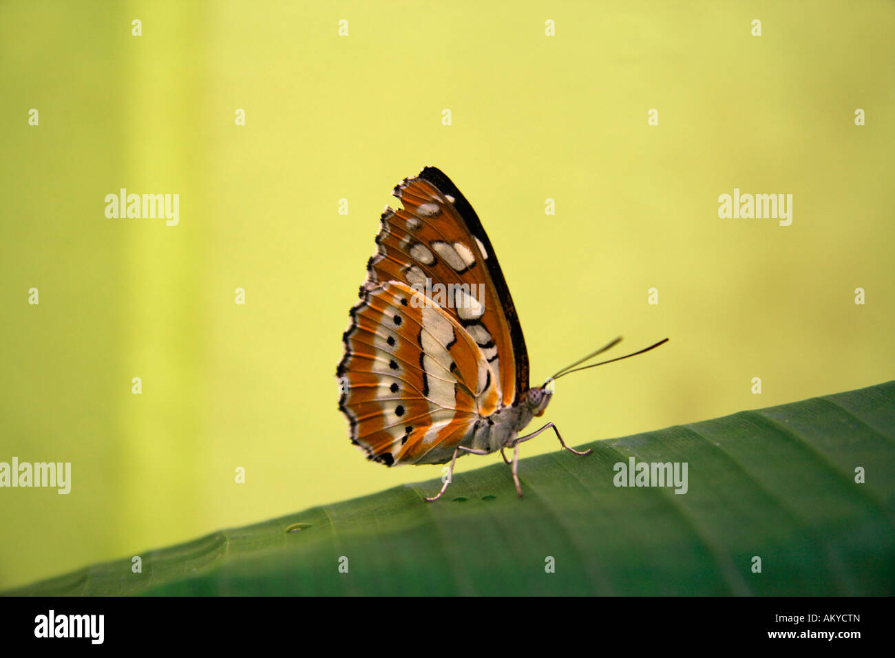 Common Sergeant, (Athyma perius), close-up Stock Photo - Alamy
