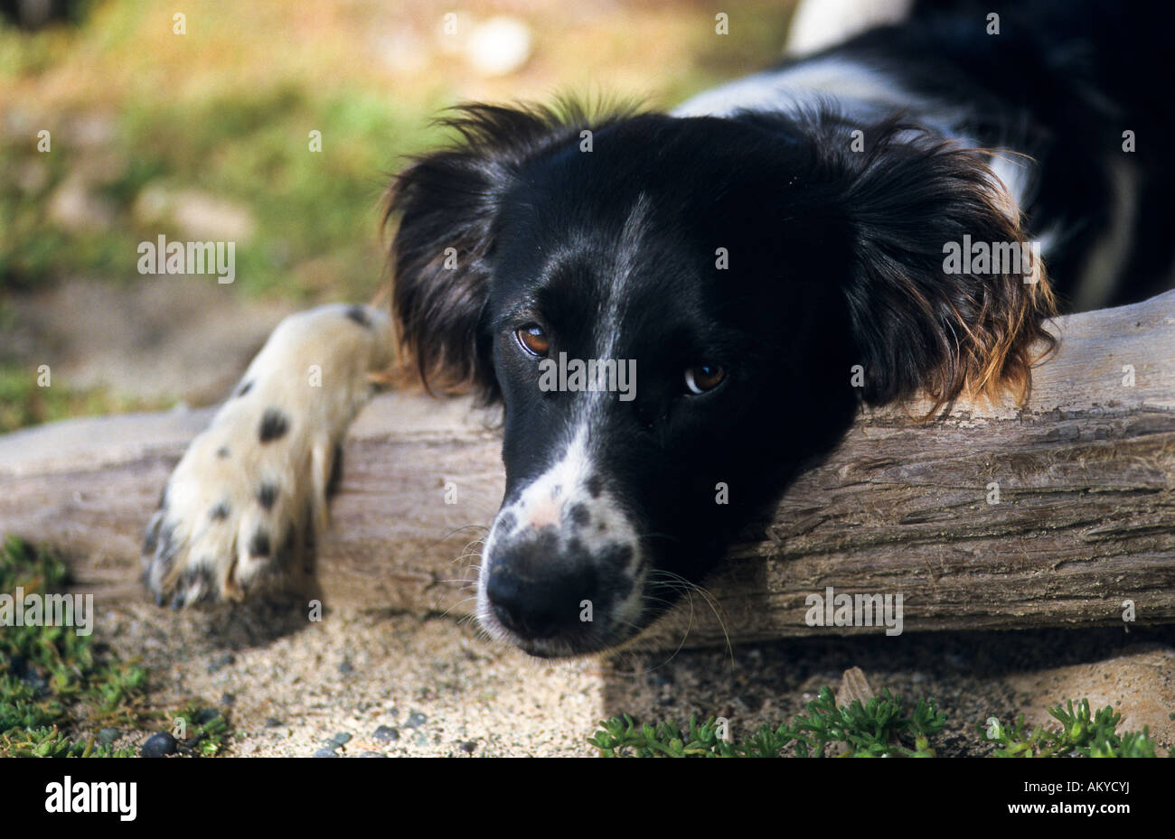 Schwarz weiß border collie hi-res stock photography and images - Alamy