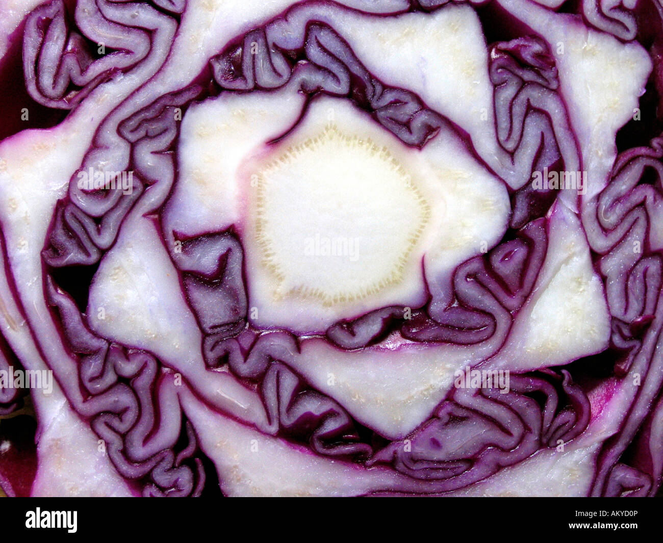 Sliced vegetables patterns hi-res stock photography and images - Alamy