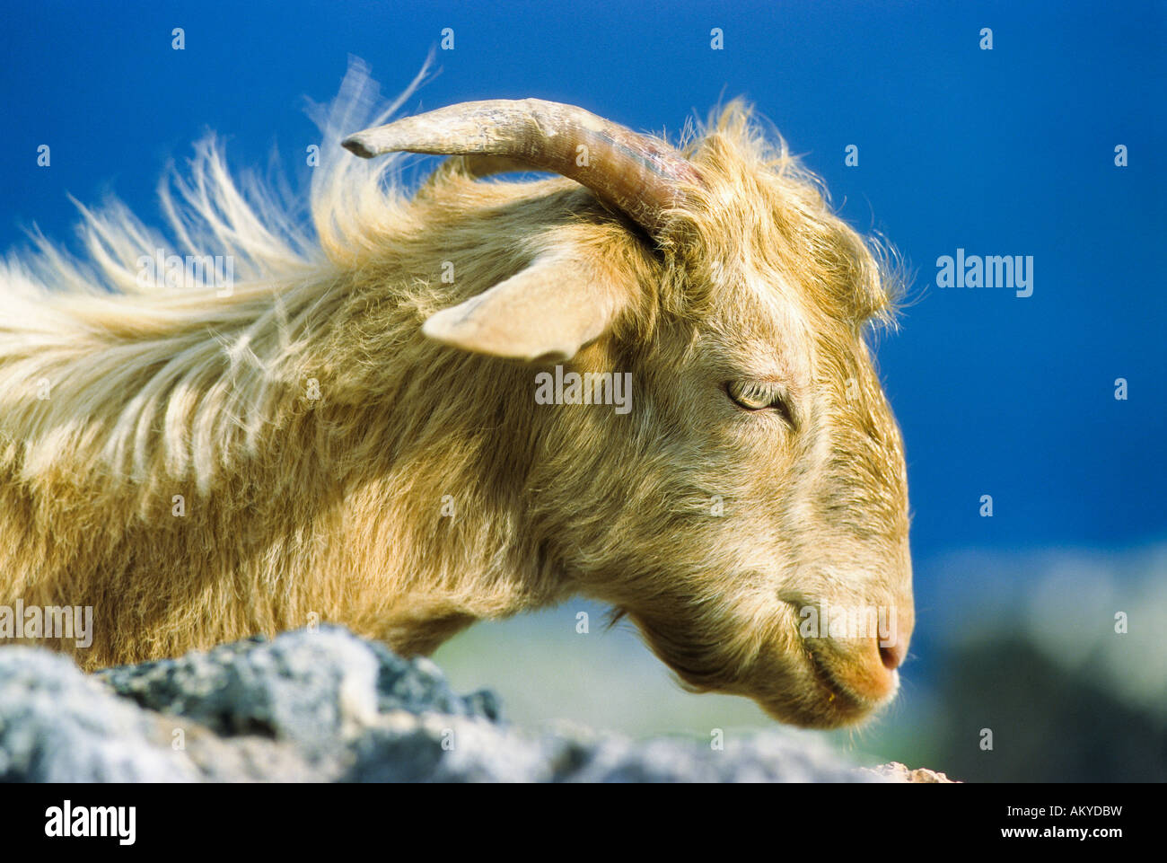 Goat, portrait, Crete, Greece Stock Photo - Alamy